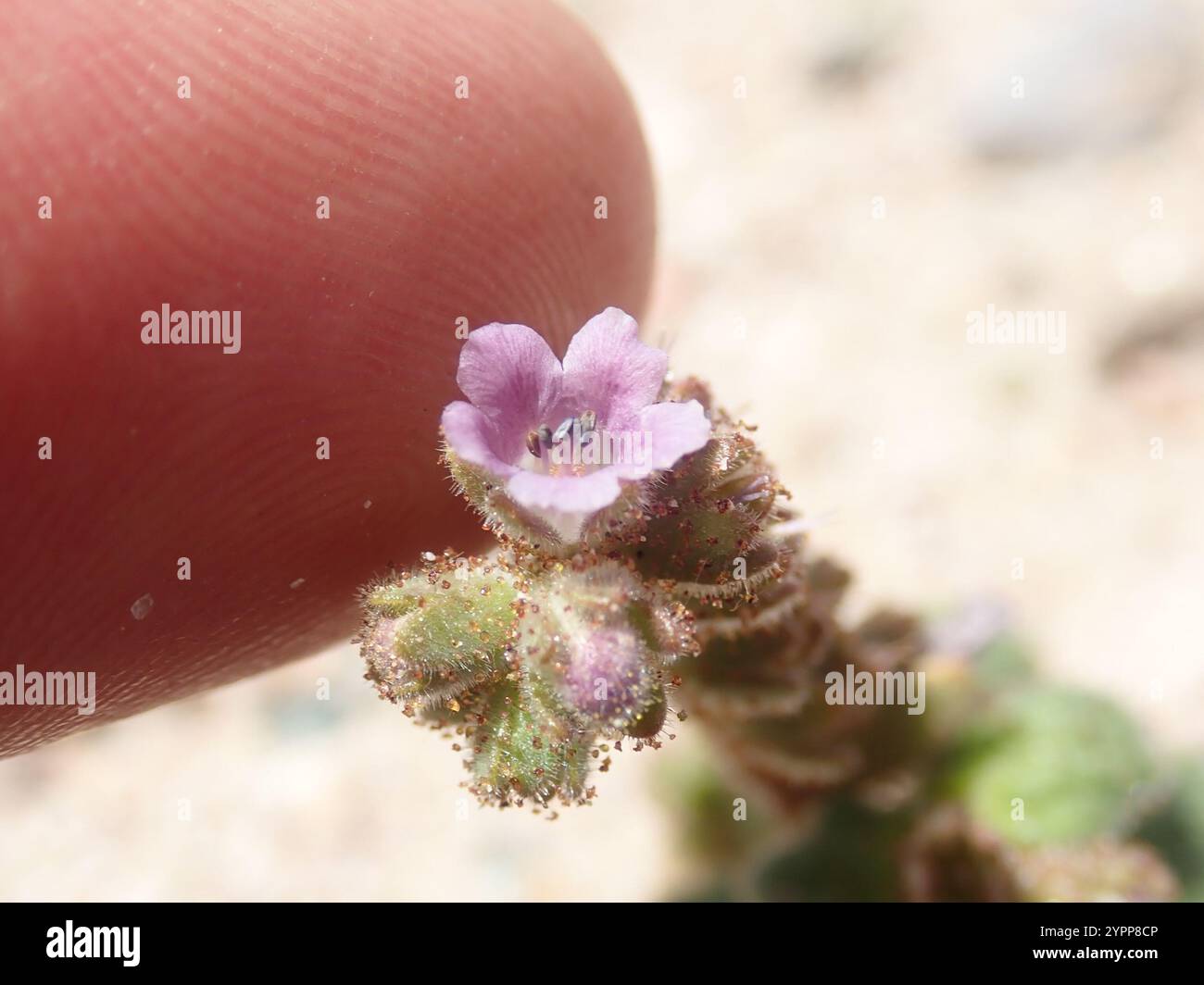 blacktack phacelia (Phacelia pachyphylla Stock Photo - Alamy