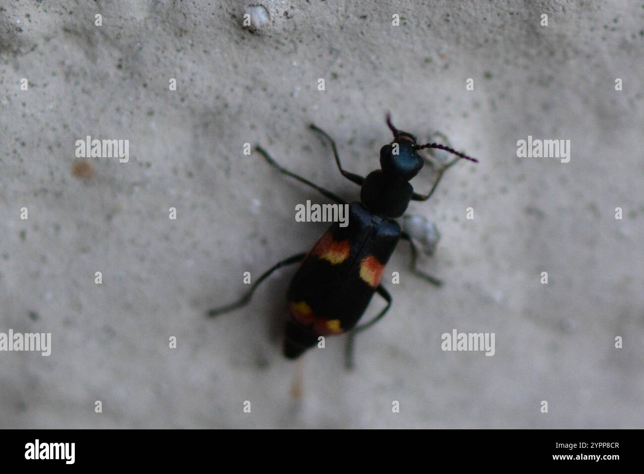 Anthocomus fasciatus hi-res stock photography and images - Alamy