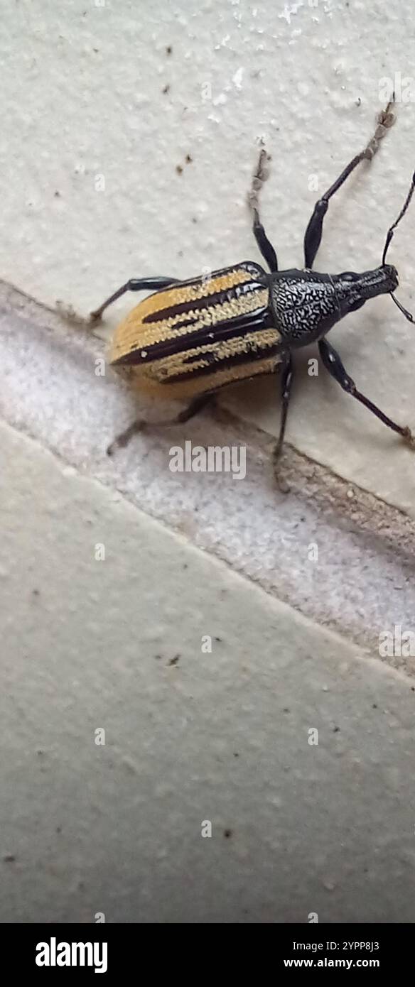 Diaprepes Root Weevil (Diaprepes abbreviatus Stock Photo - Alamy