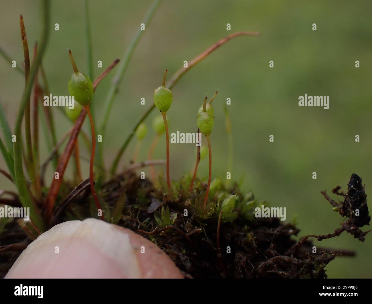 common bladder moss (Physcomitrium pyriforme Stock Photo - Alamy