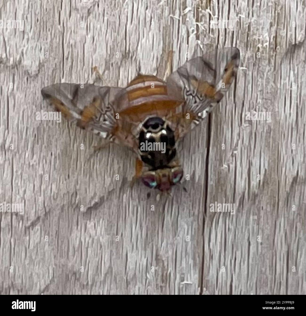 Mediterranean Fruit Fly (Ceratitis capitata Stock Photo - Alamy