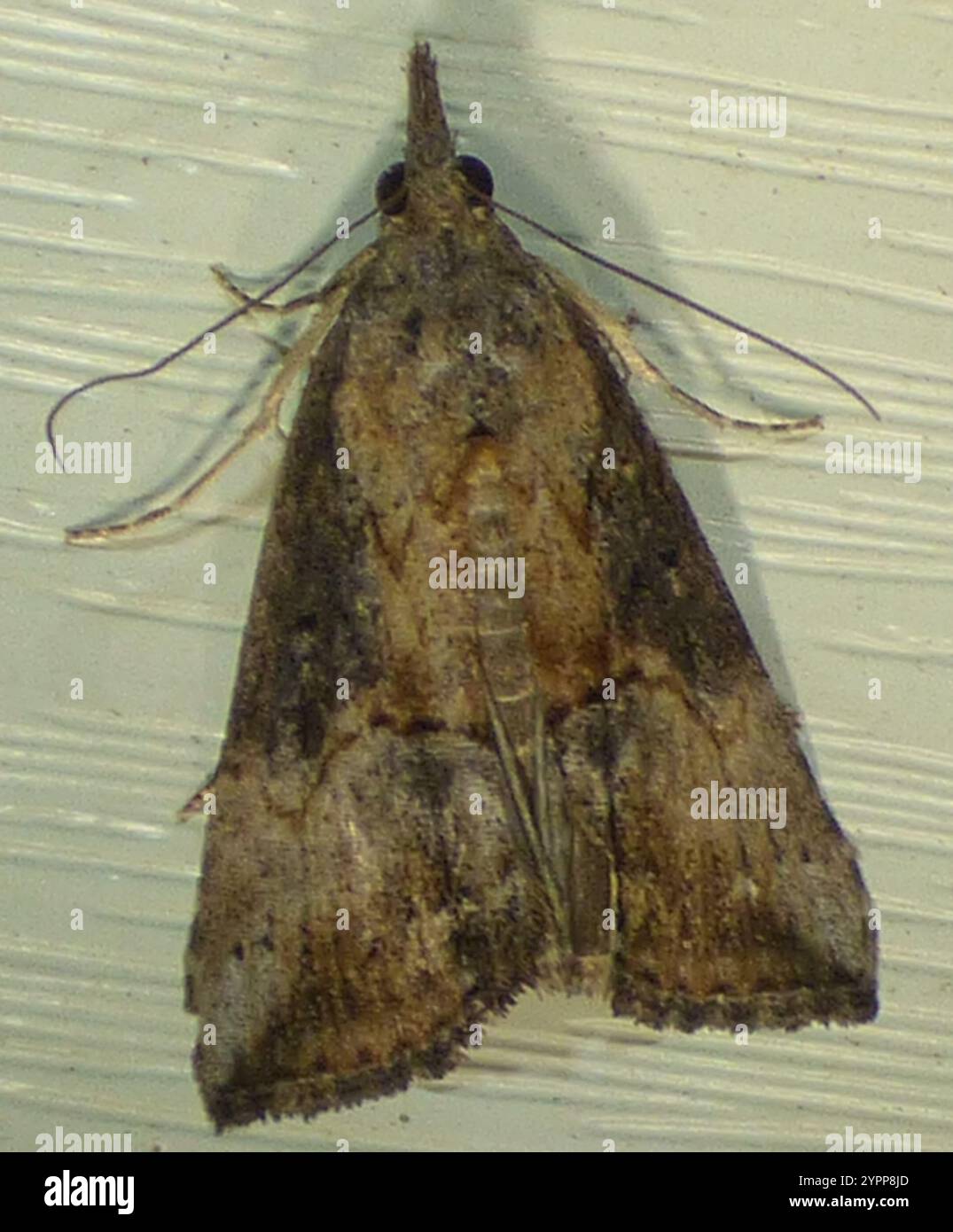 Green Cloverworm Moth (Hypena scabra Stock Photo - Alamy