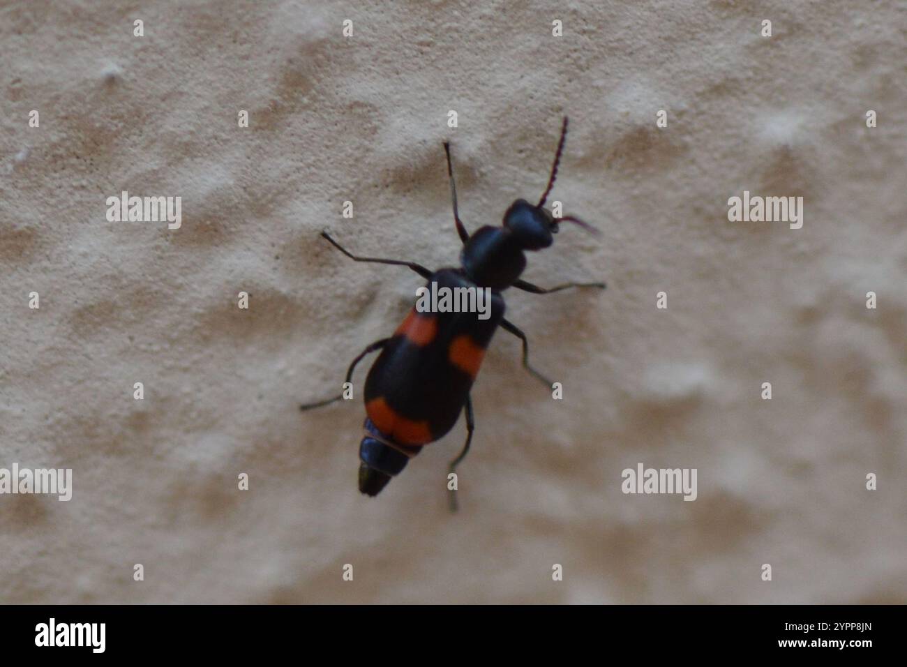 Anthocomus fasciatus hi-res stock photography and images - Alamy