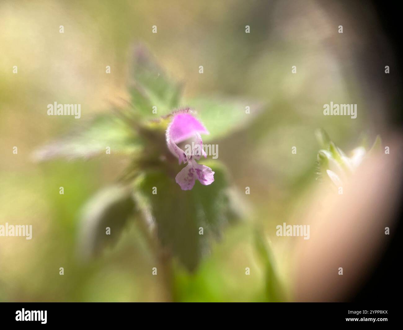 red deadnettle (Lamium purpureum Stock Photo - Alamy