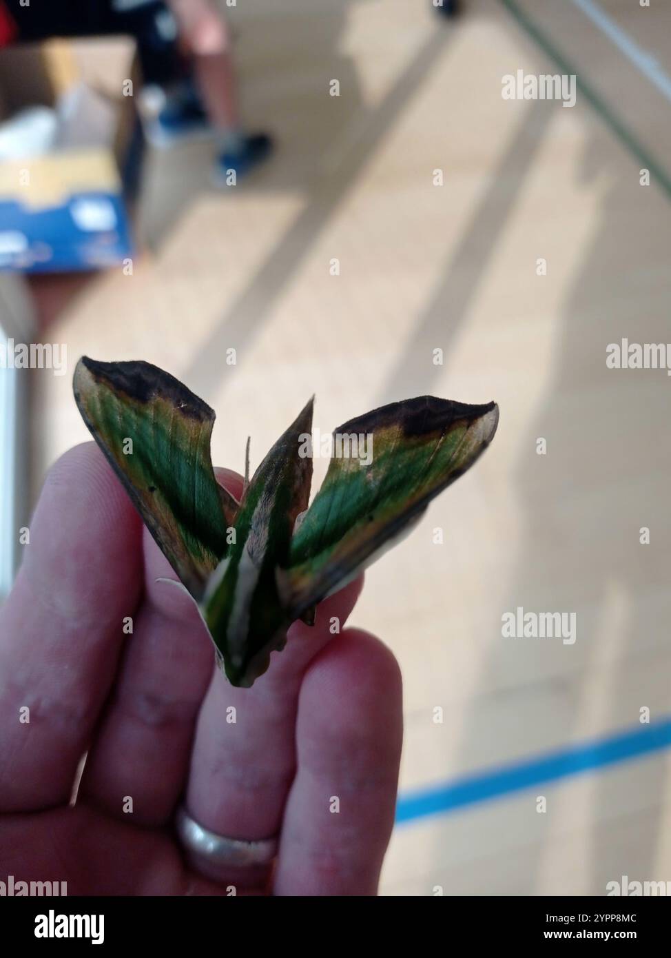 Green Pergesa Hawkmoth (Pergesa acteus Stock Photo - Alamy