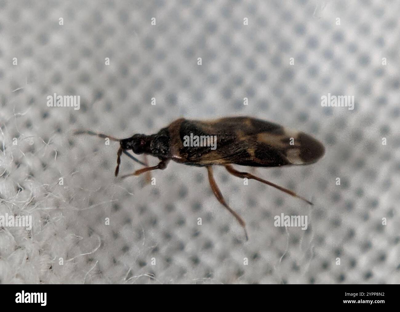 Anthocoris nemoralis hi-res stock photography and images - Alamy