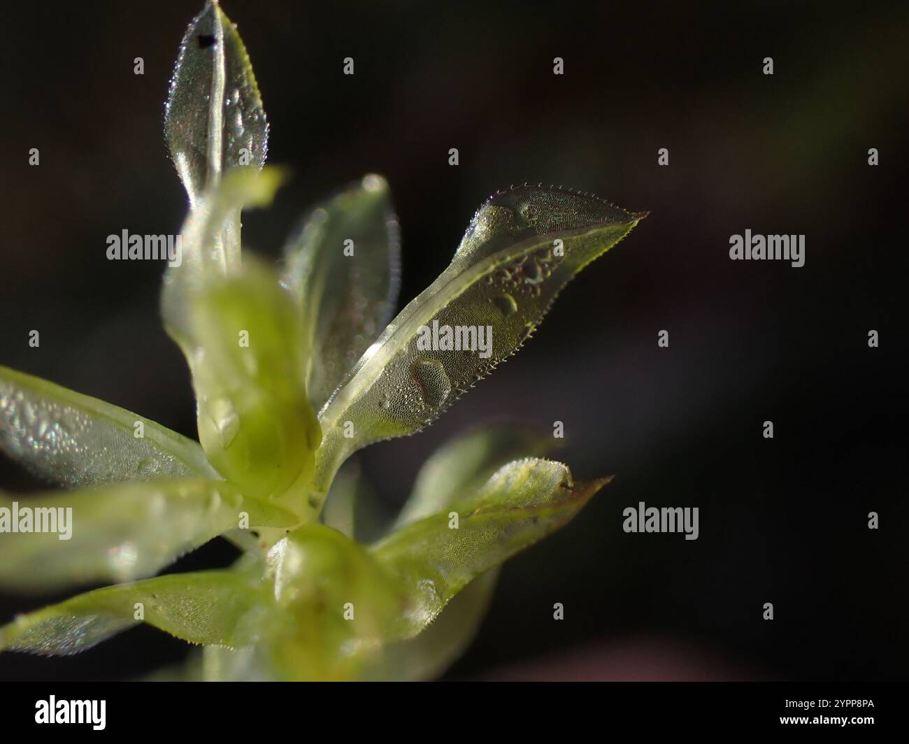 Badge Moss (Plagiomnium insigne Stock Photo - Alamy