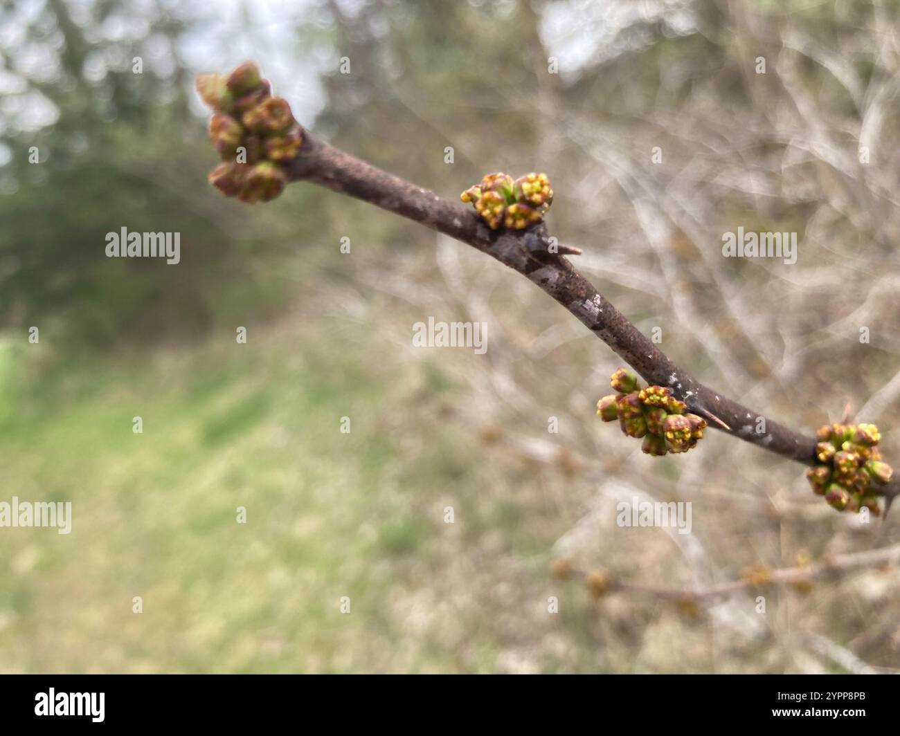 common prickly ash (Zanthoxylum americanum Stock Photo - Alamy