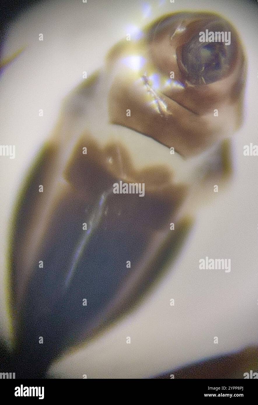 Proctotrupidae hi-res stock photography and images - Alamy