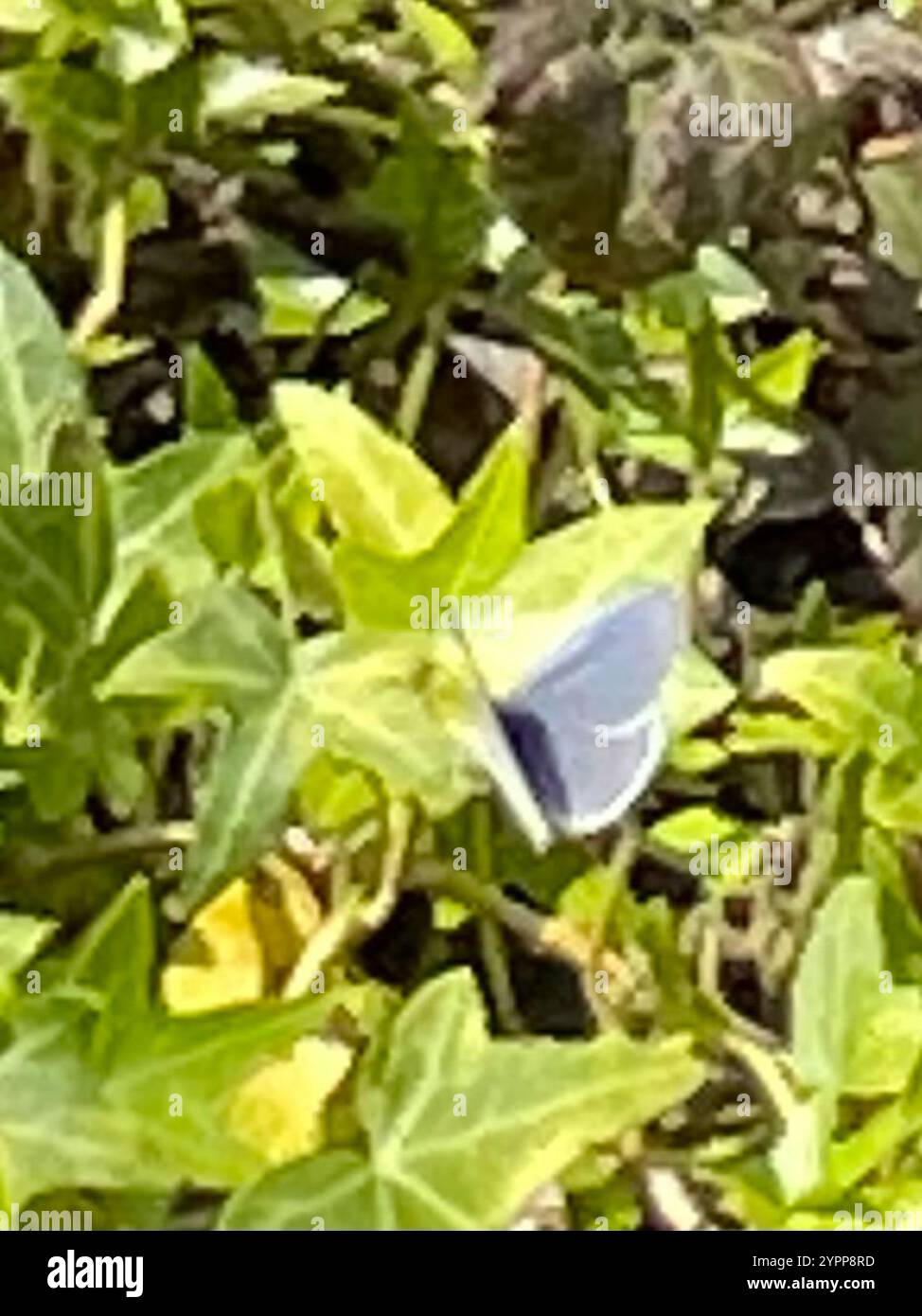 Pacific Azure (Celastrina echo echo Stock Photo - Alamy