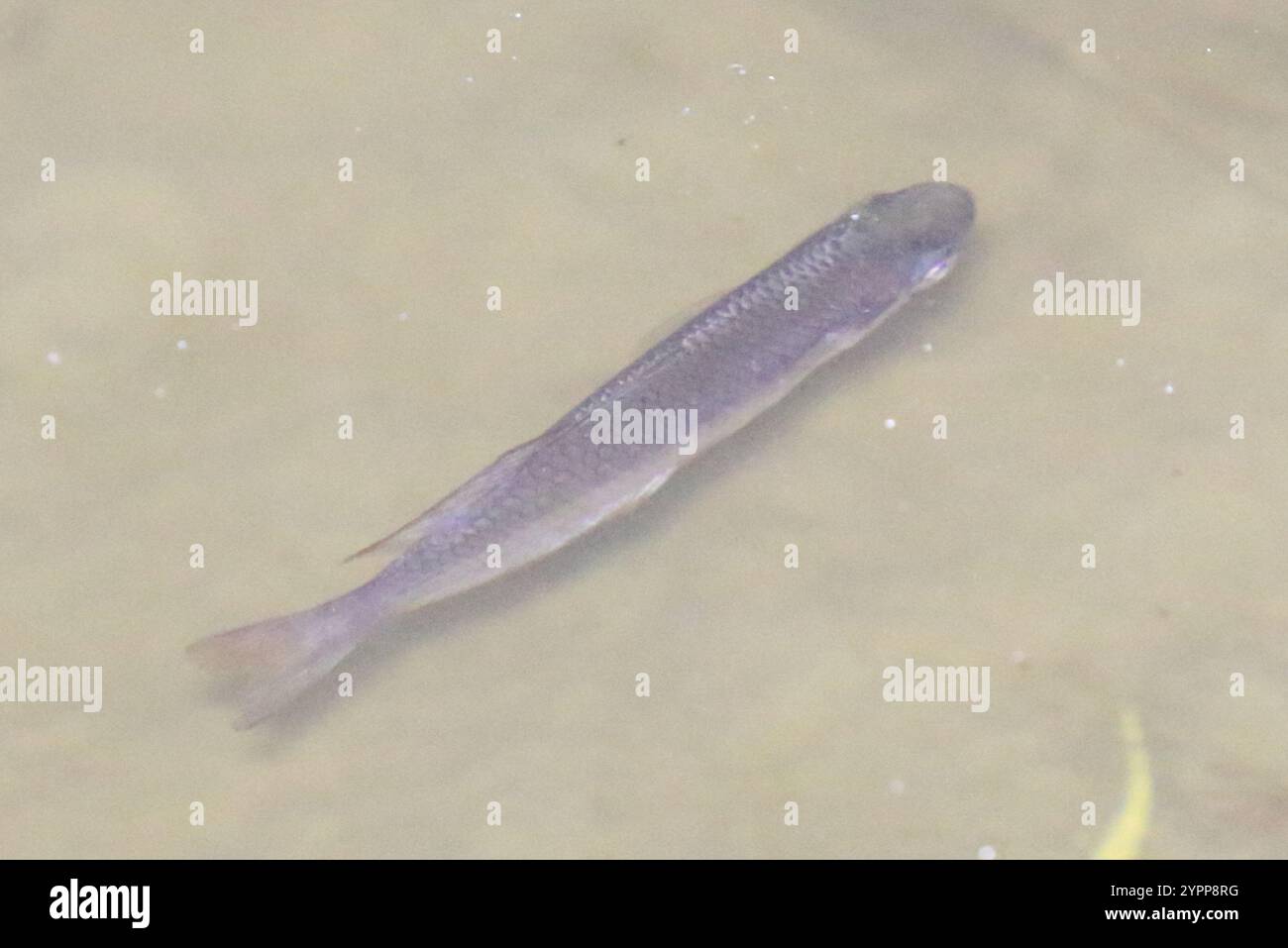 Eastern Rainbowfish (Melanotaenia splendida Stock Photo - Alamy