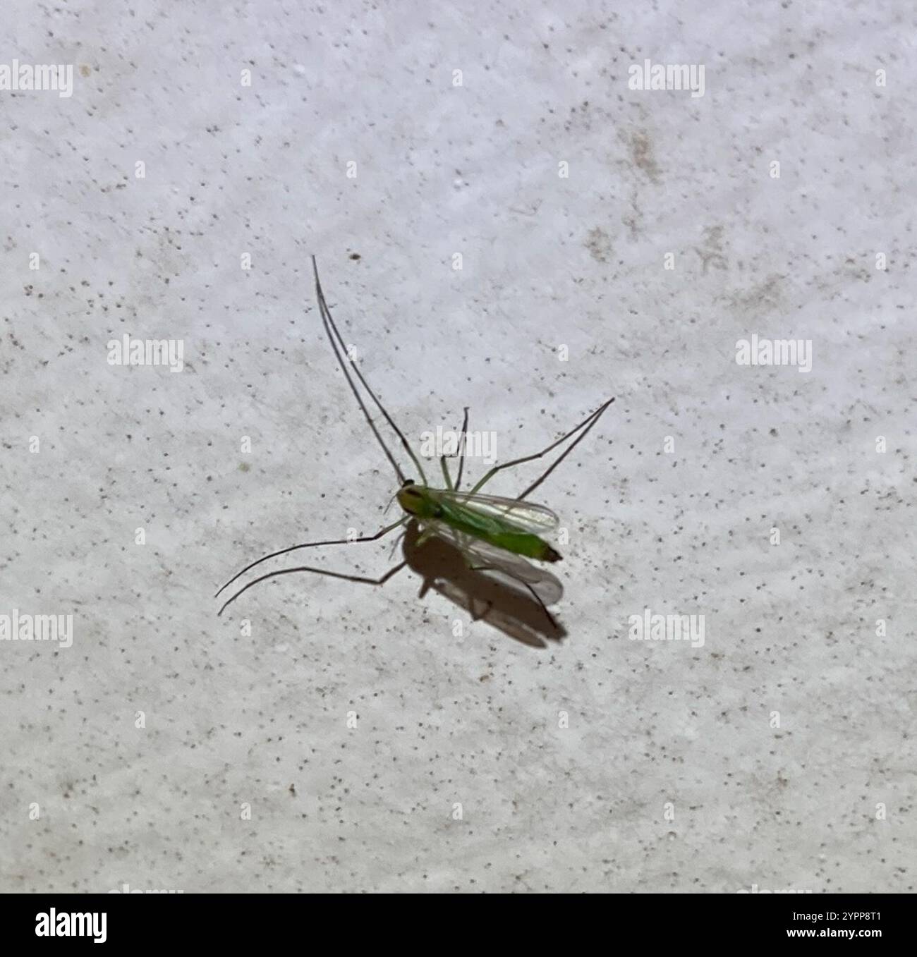 Chironomus zealandicus hi-res stock photography and images - Alamy