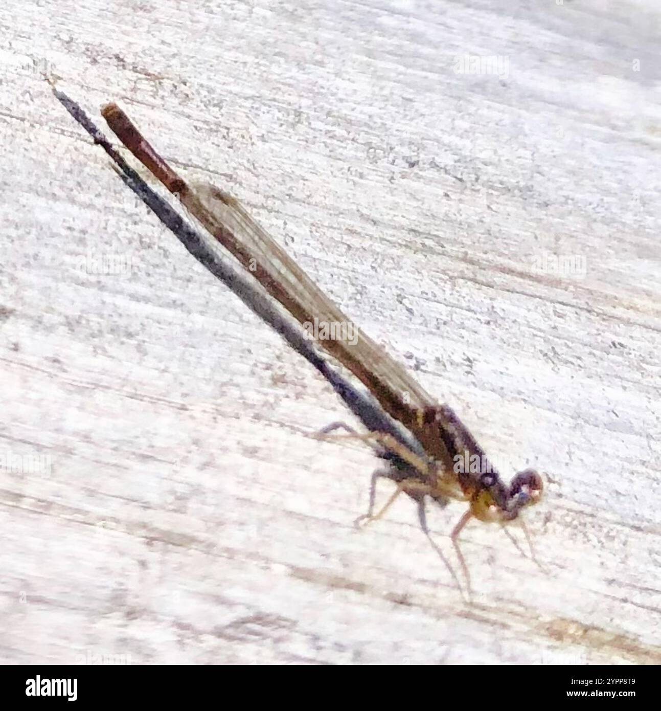 Fragile Forktail (Ischnura posita Stock Photo - Alamy