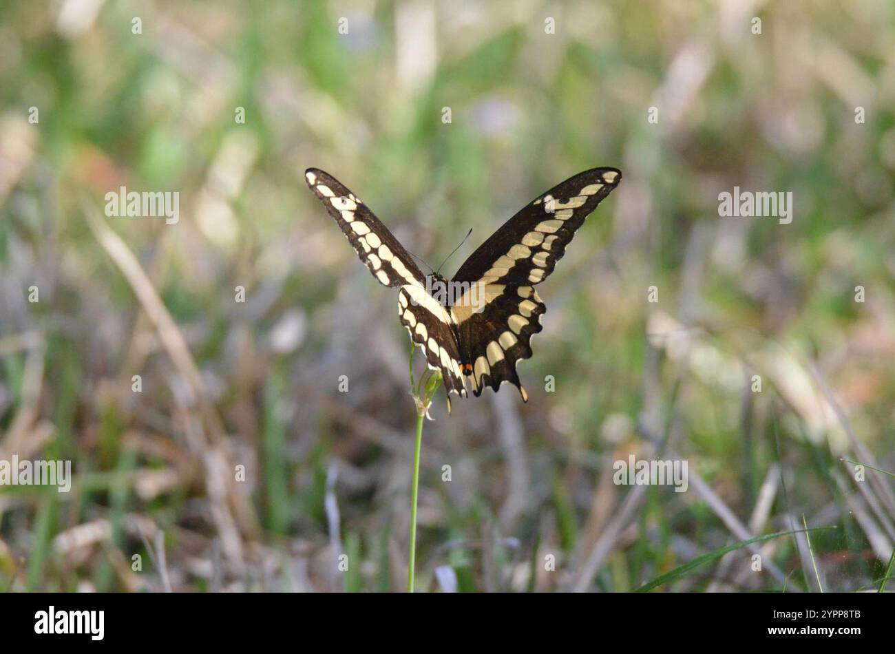 Fluted Swallowtails (Papilionini Stock Photo - Alamy