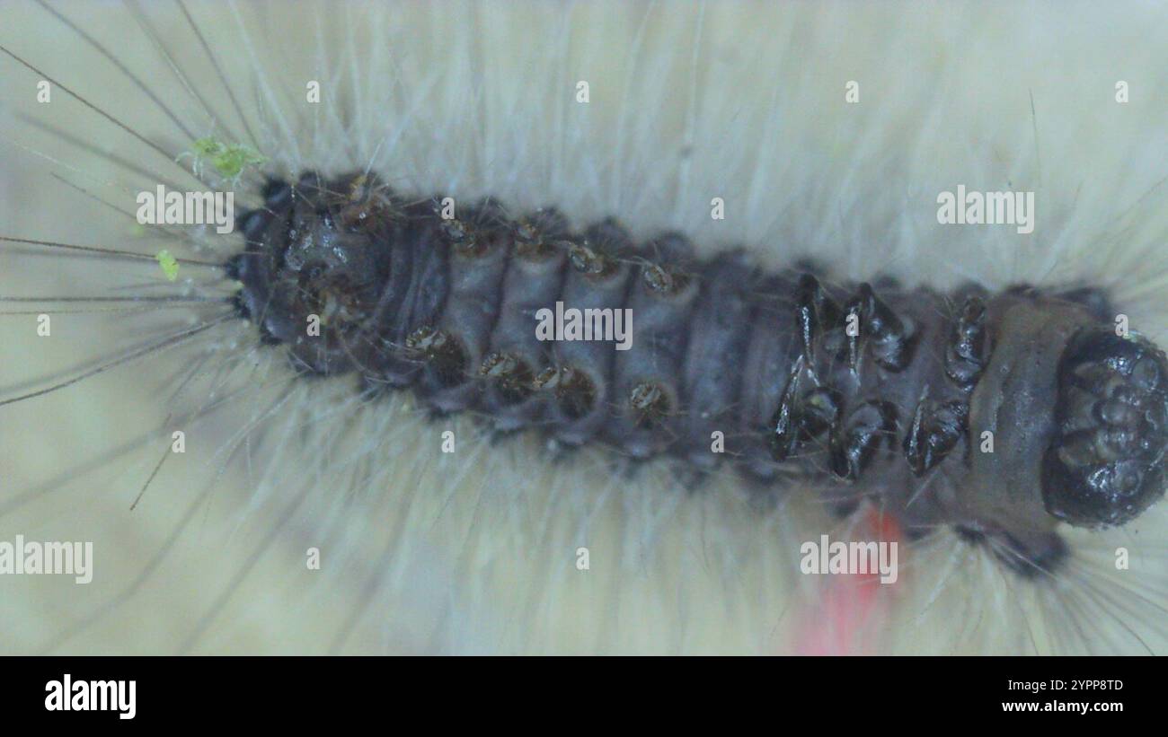 Tussock Moths (Lymantriinae Stock Photo - Alamy
