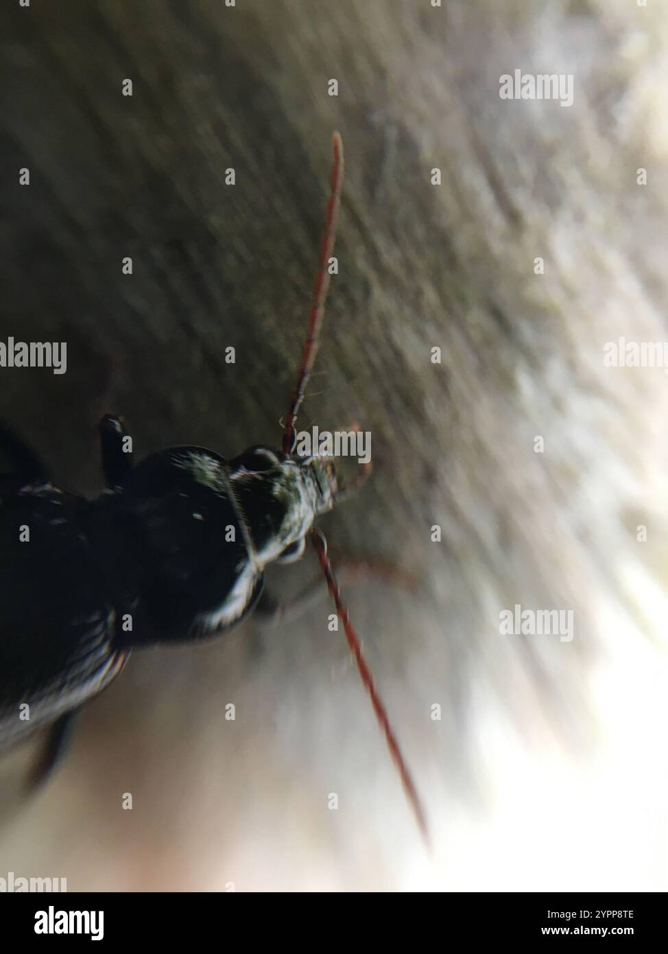 European Gazelle Beetle (Nebria brevicollis Stock Photo - Alamy