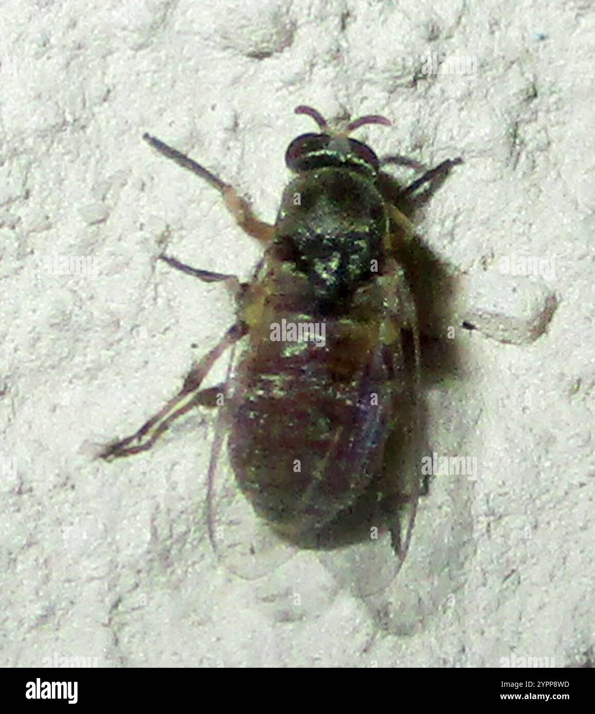 Black Flies (Simuliidae Stock Photo - Alamy