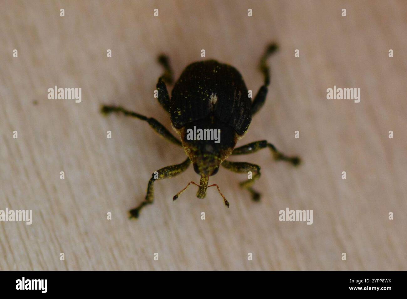 Iris weevil (Mononychus punctumalbum Stock Photo - Alamy