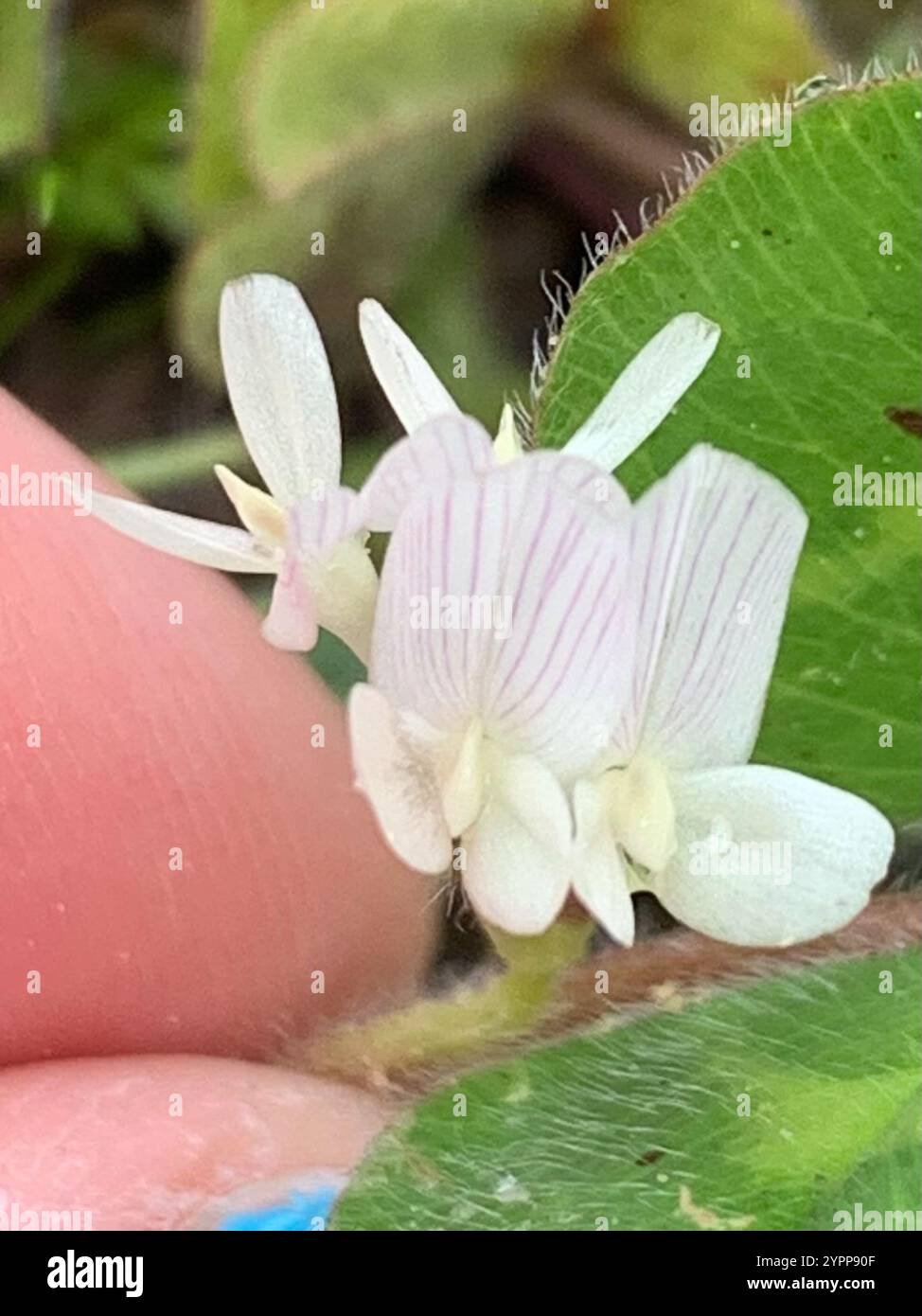 Subterranean Clover (Trifolium subterraneum Stock Photo - Alamy