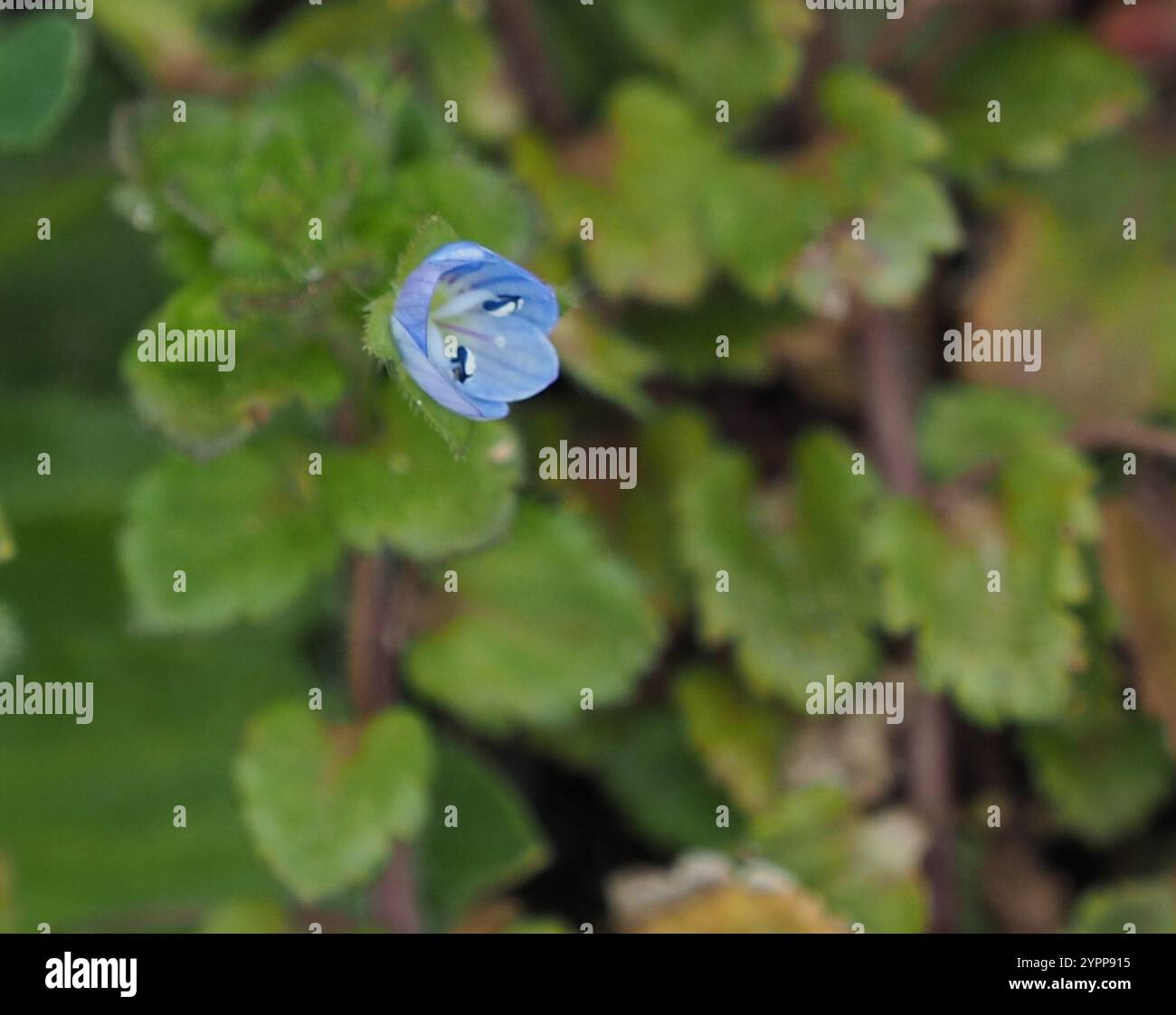 bird's-eye speedwell (Veronica persica Stock Photo - Alamy