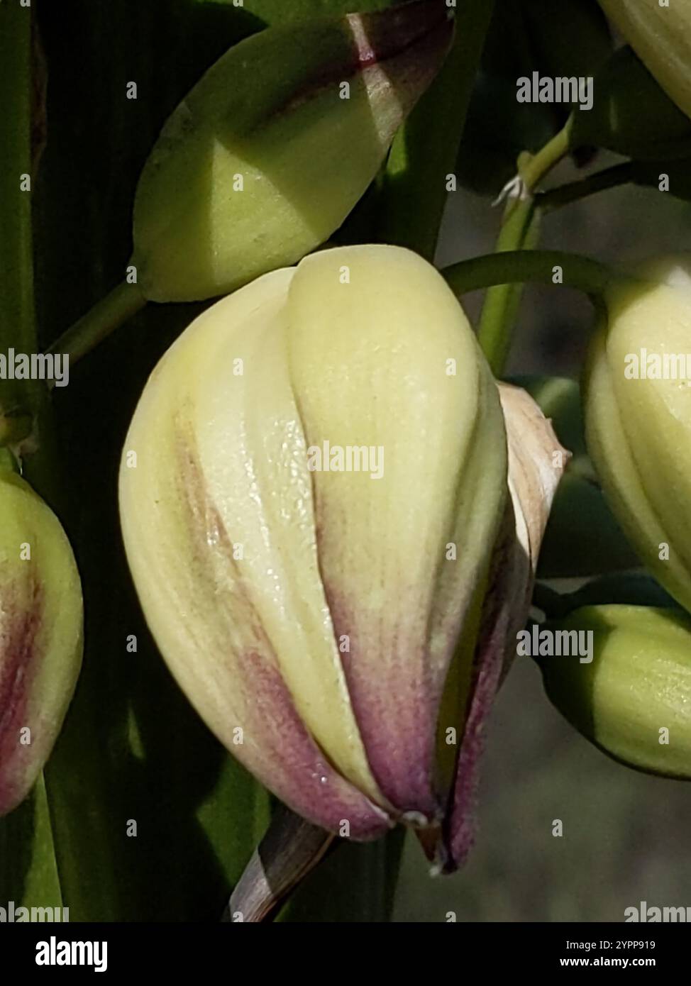 chaparral yucca (Hesperoyucca whipplei Stock Photo - Alamy