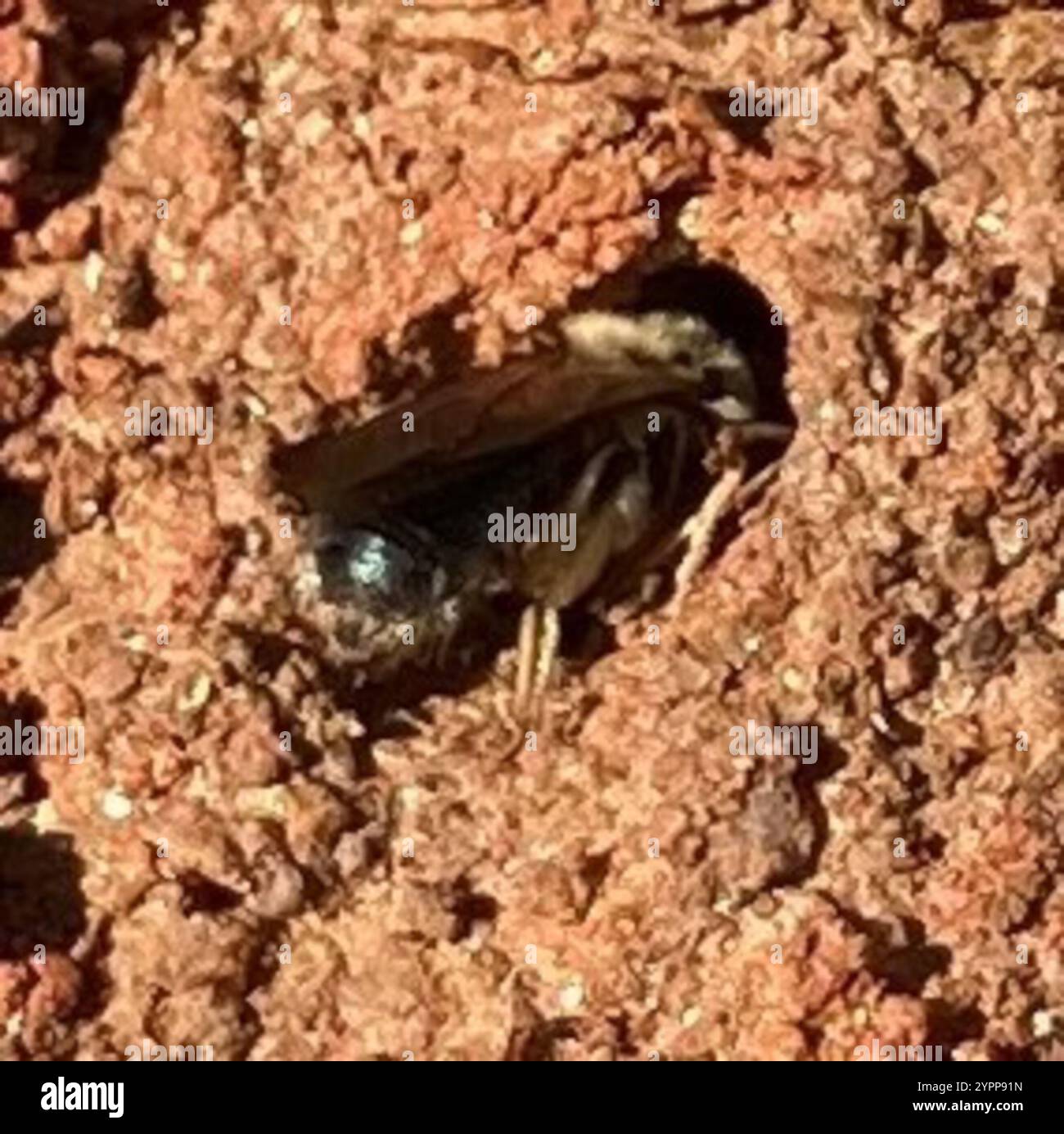 Mining Bees (Andrena Stock Photo - Alamy