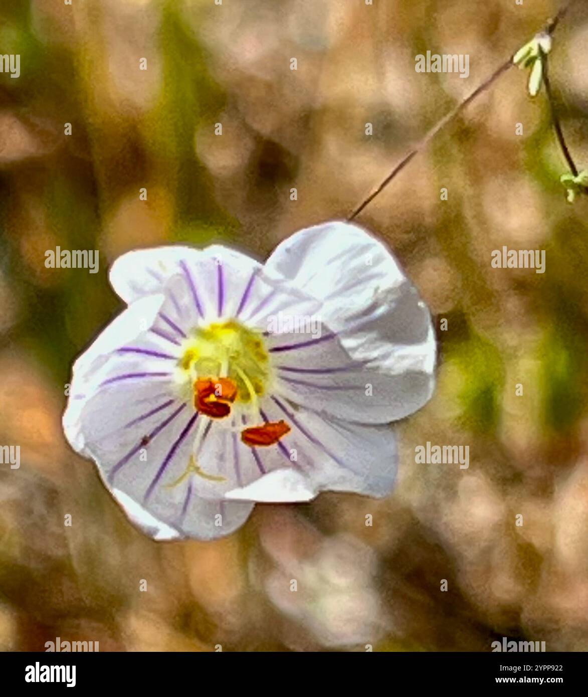 Flax-flowered Linanthus (Leptosiphon liniflorus Stock Photo - Alamy
