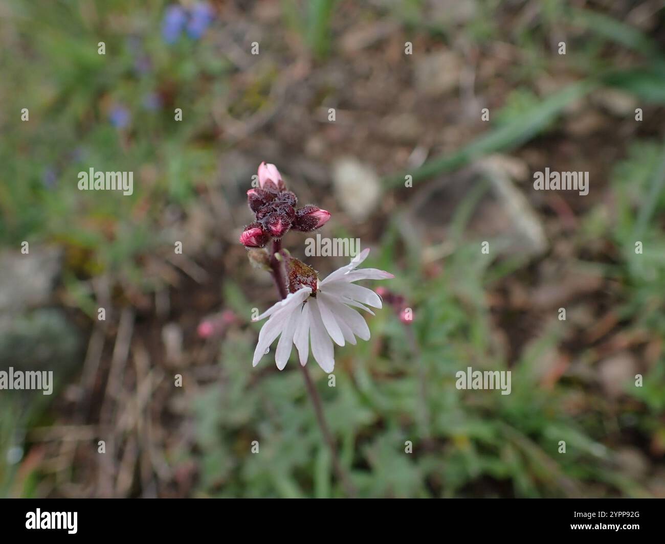 smallflower woodland star (Lithophragma parviflorum Stock Photo - Alamy