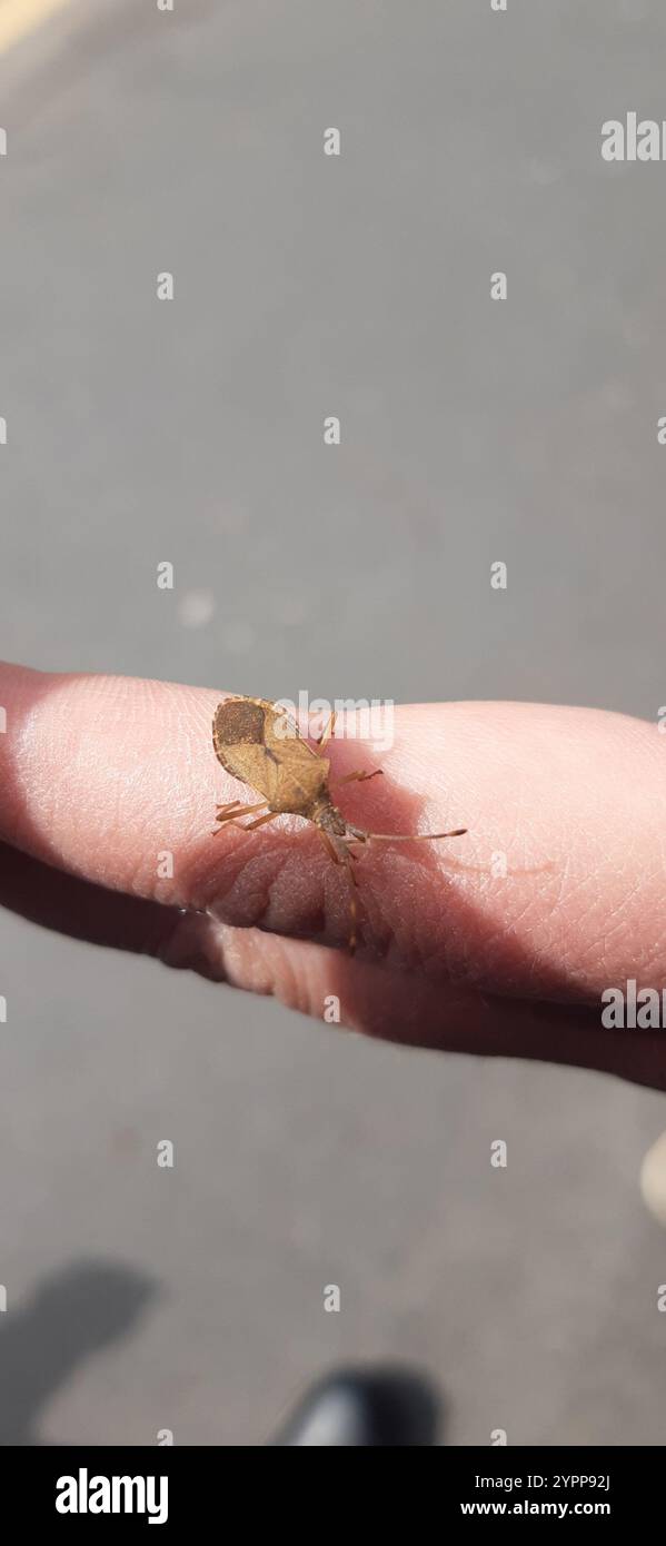 Box Bug (Gonocerus acuteangulatus Stock Photo - Alamy