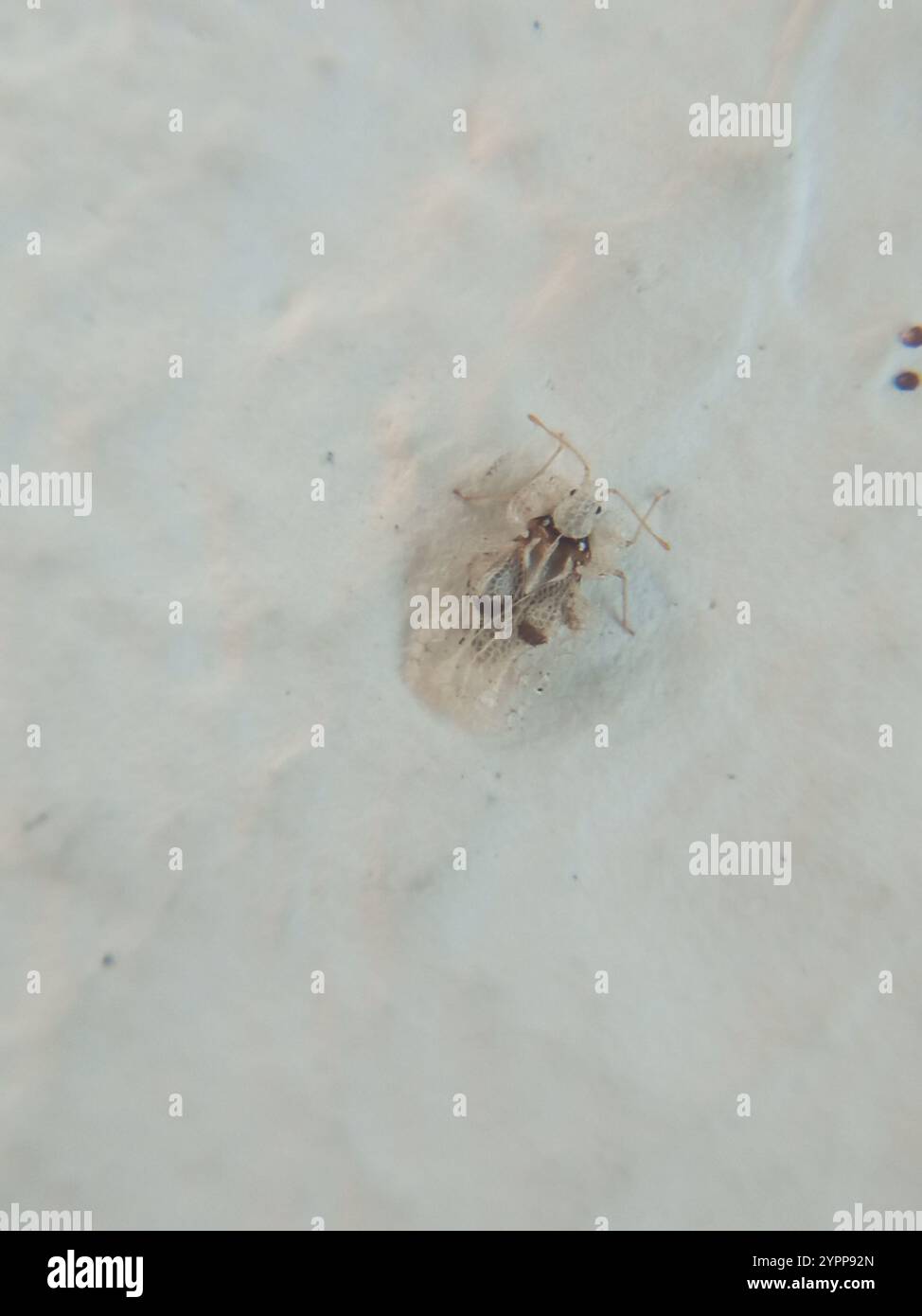 Eastern Sycamore Lace Bug (Corythucha ciliata Stock Photo - Alamy