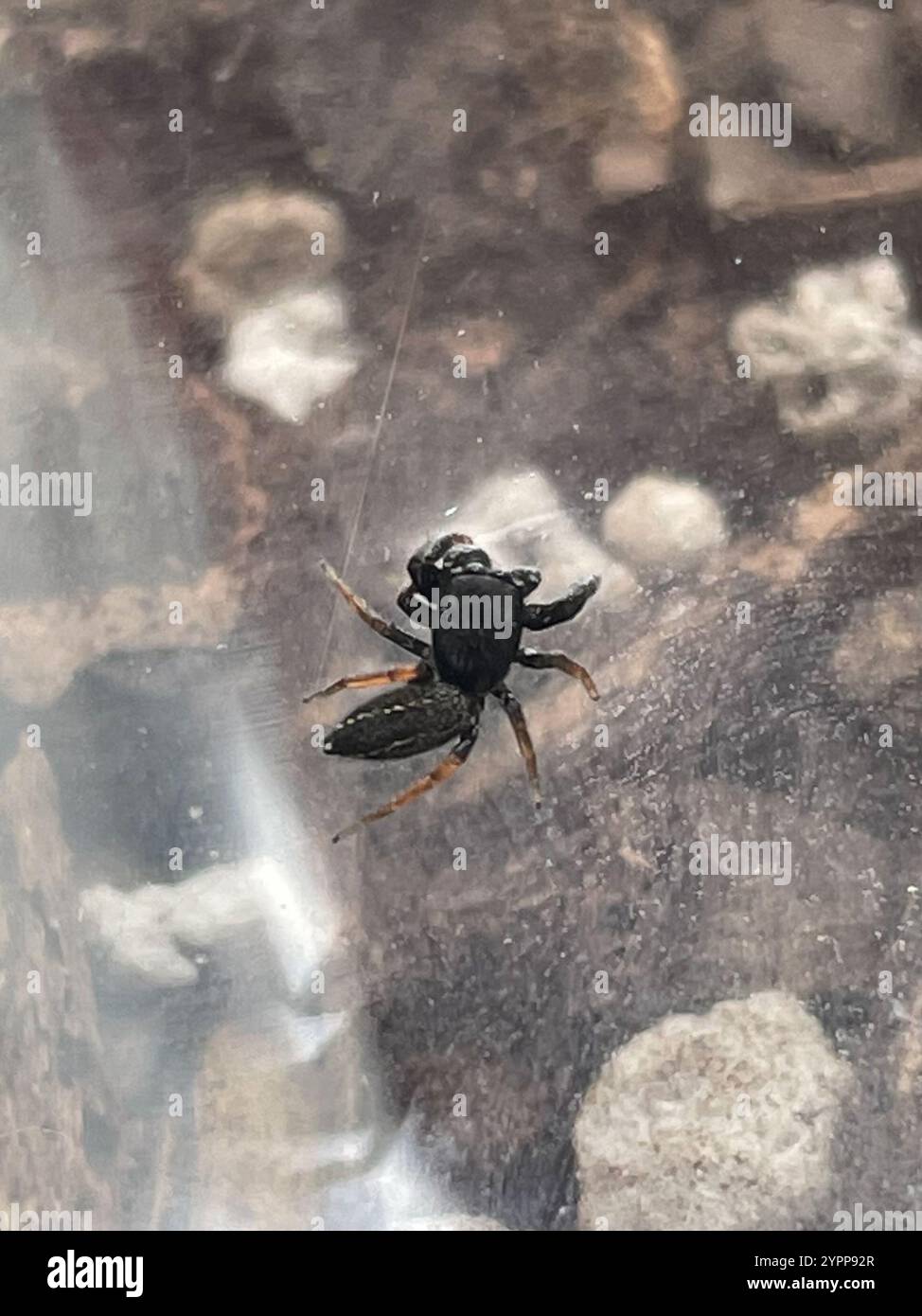 Ribbon Jumping Spider (Metacyrba taeniola Stock Photo - Alamy