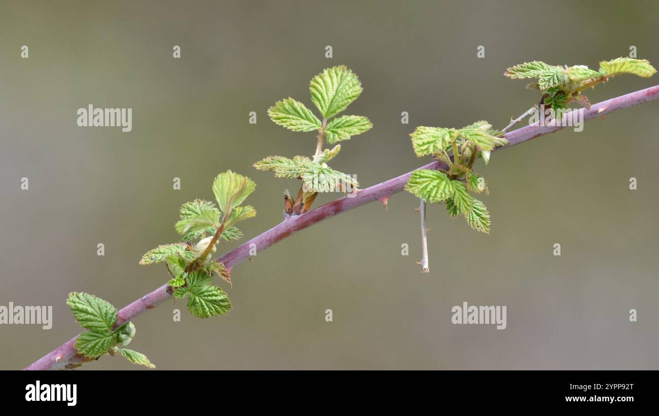 whitebark raspberry (Rubus leucodermis Stock Photo - Alamy