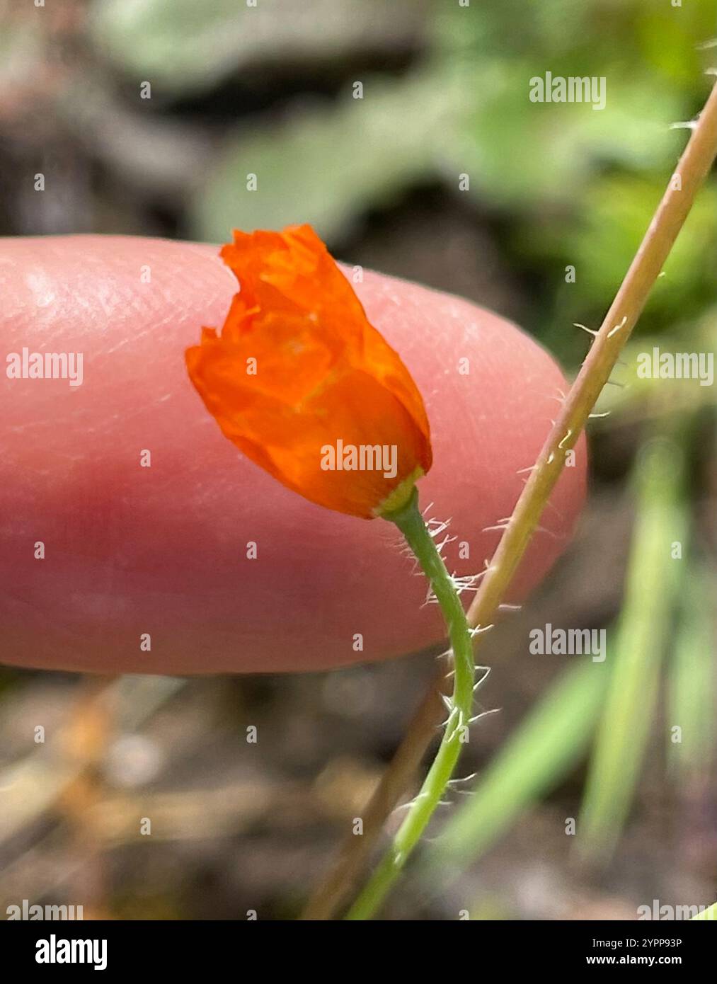fire poppy (Papaver californicum Stock Photo - Alamy