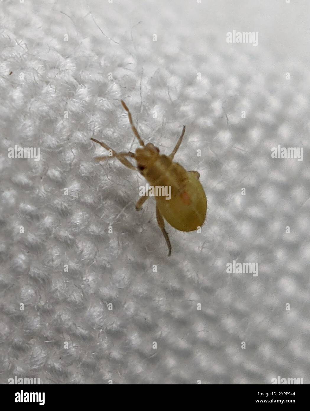 True Bugs (Heteroptera Stock Photo - Alamy