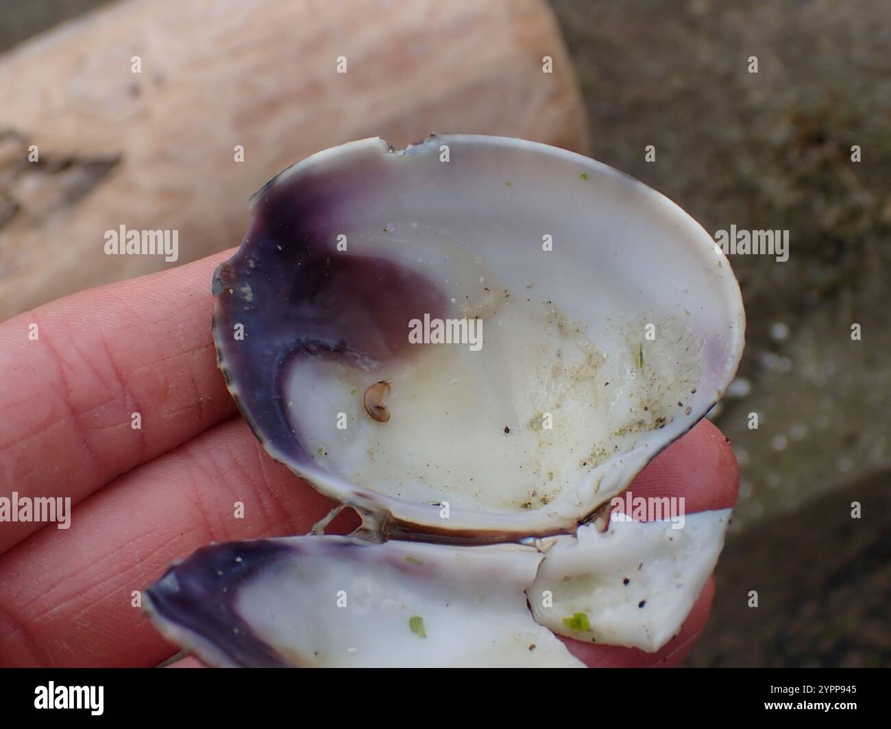 Ruditapes philippinarum hi-res stock photography and images - Alamy