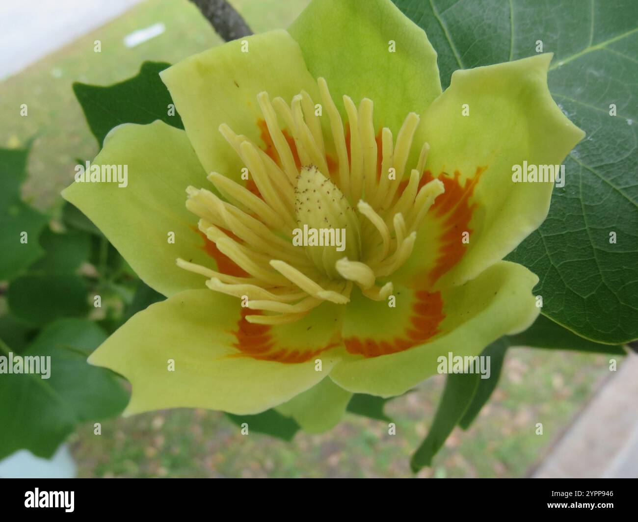 tulip tree (Liriodendron tulipifera Stock Photo - Alamy