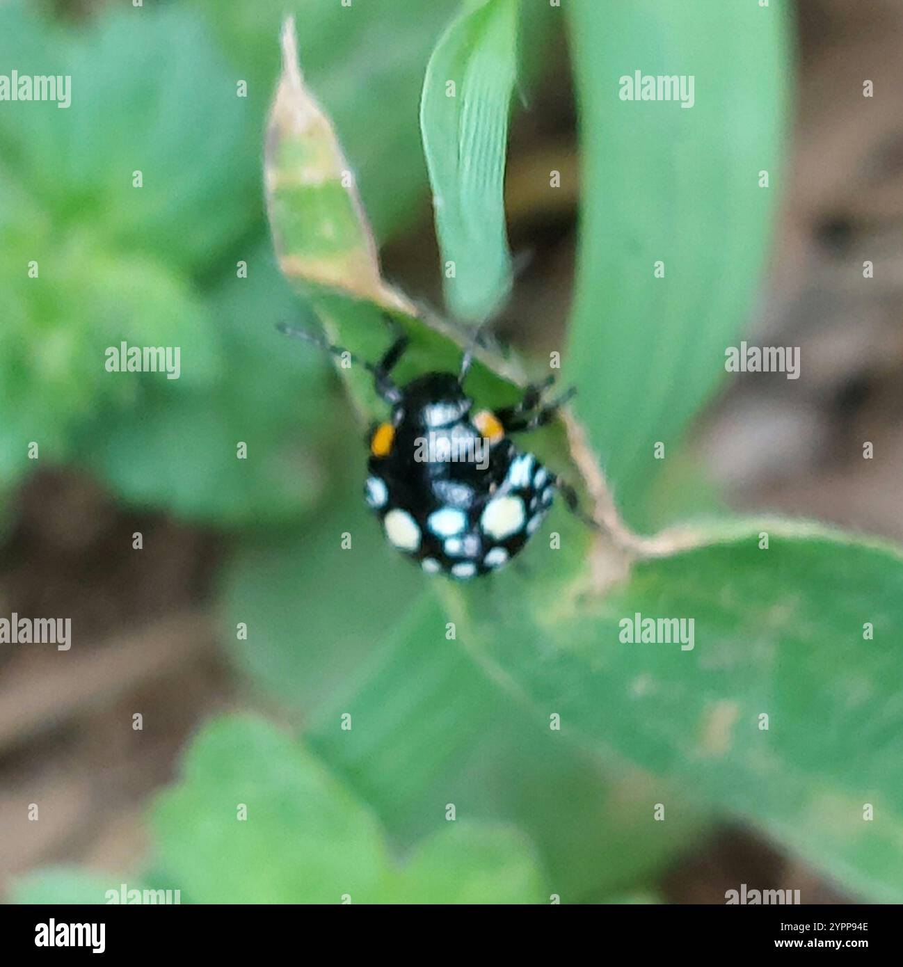 True Bugs (Heteroptera Stock Photo - Alamy