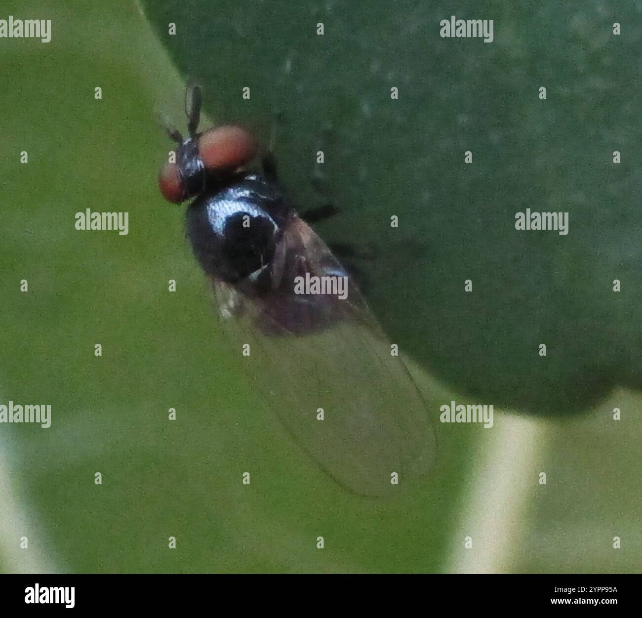 Lance Flies (Lonchaeidae Stock Photo - Alamy