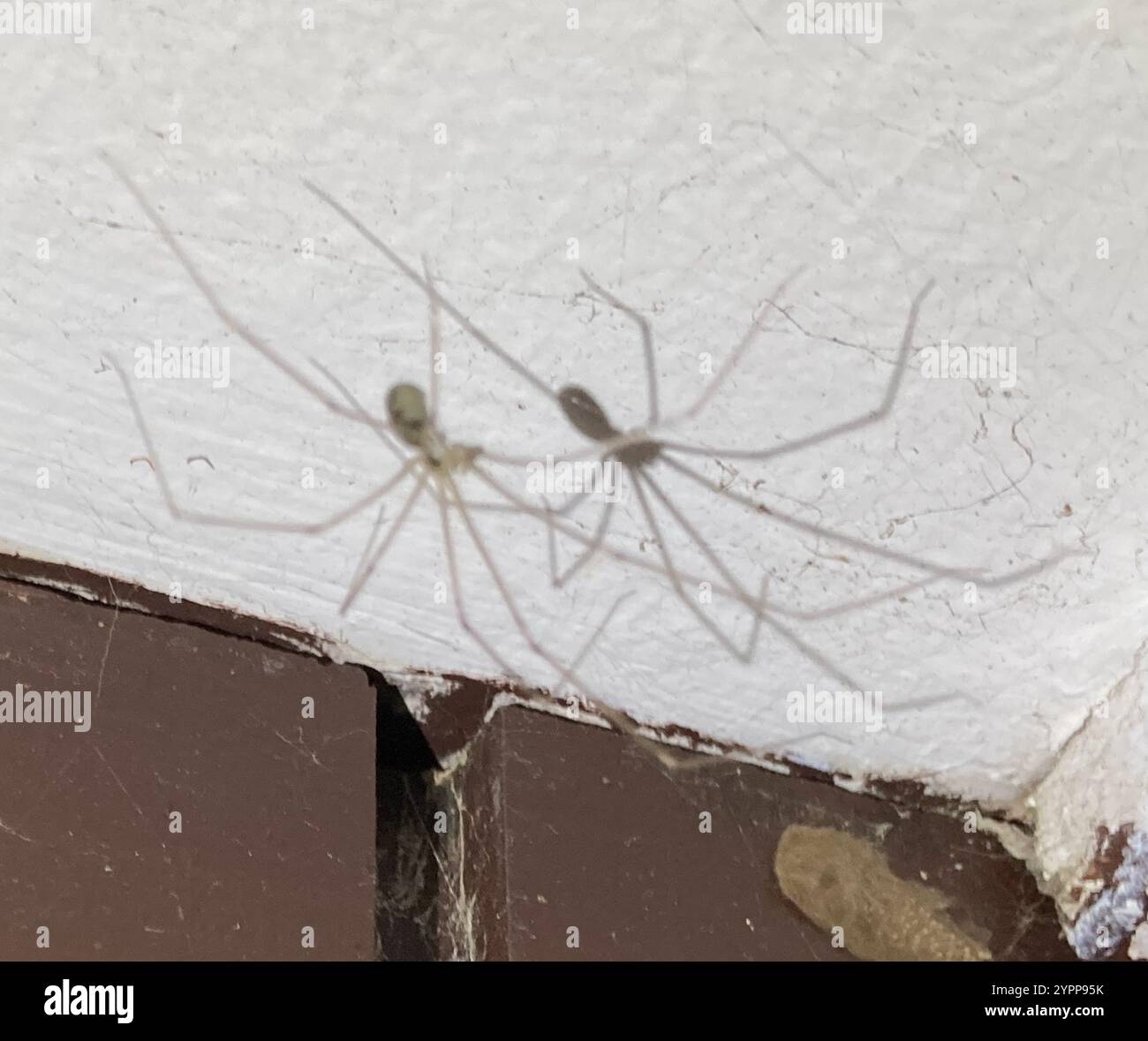 Long-bodied Cellar Spider (Pholcus phalangioides Stock Photo - Alamy
