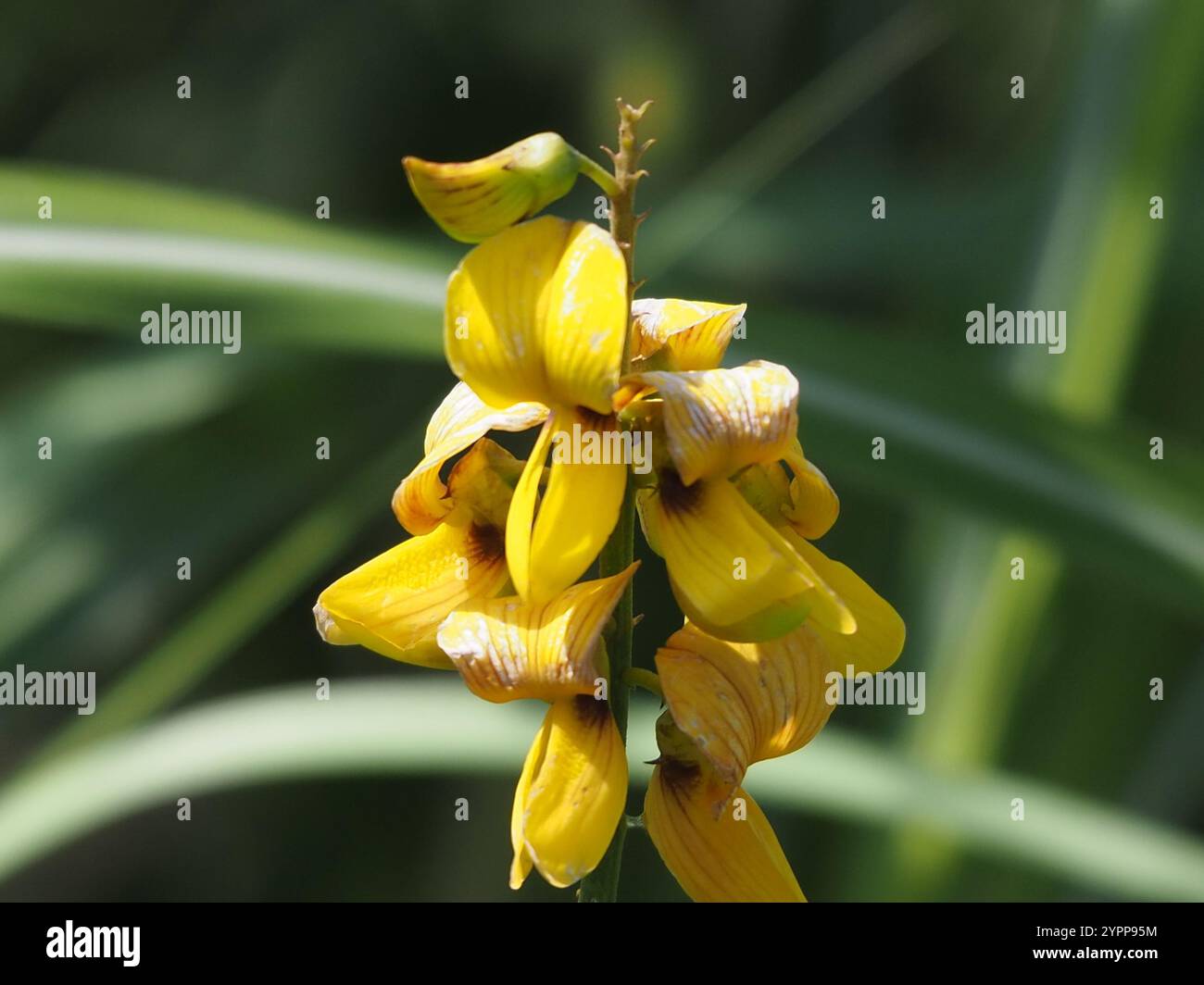 West Indian Rattlebox (Crotalaria trichotoma Stock Photo - Alamy