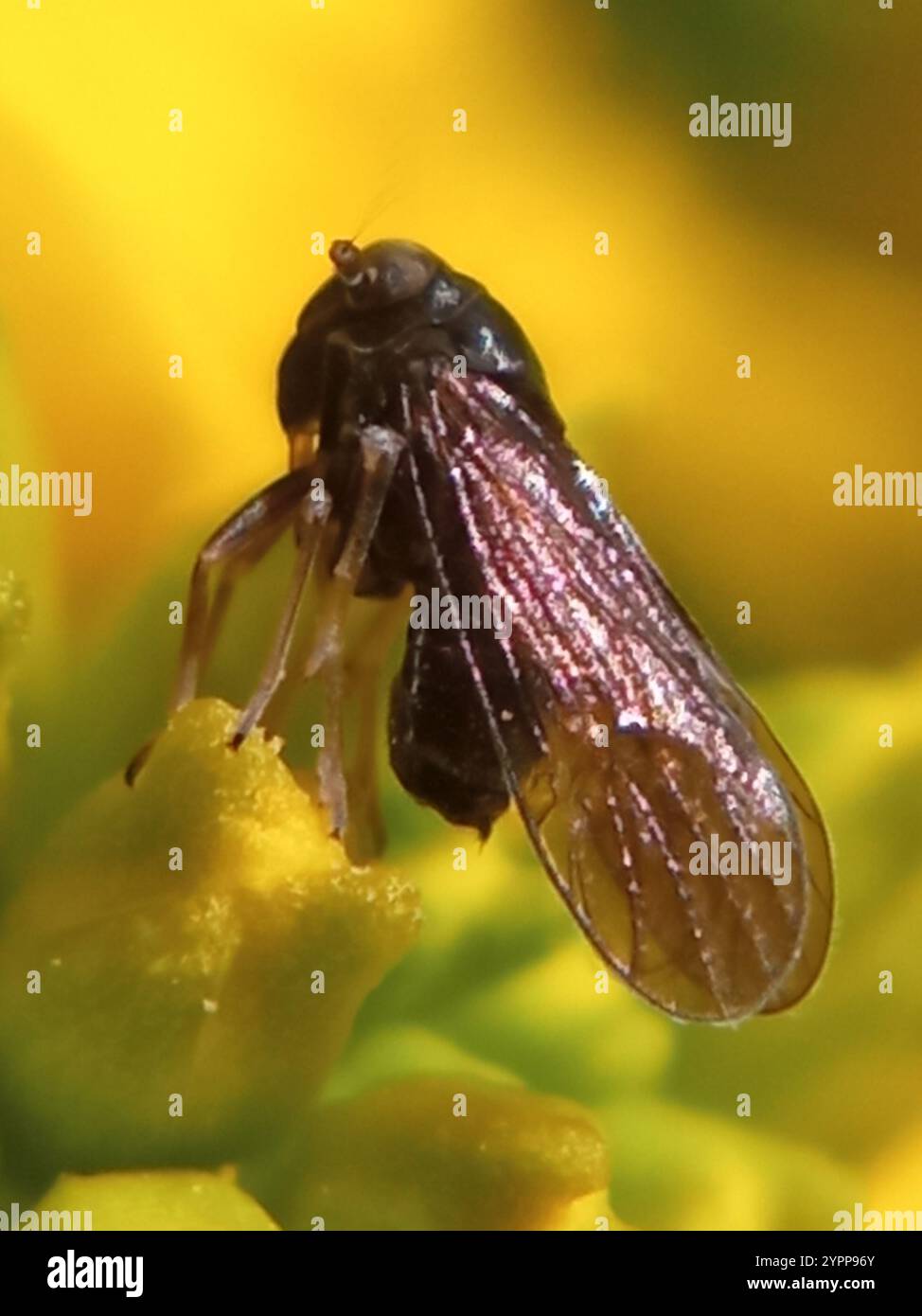 True Hoppers (Auchenorrhyncha Stock Photo - Alamy