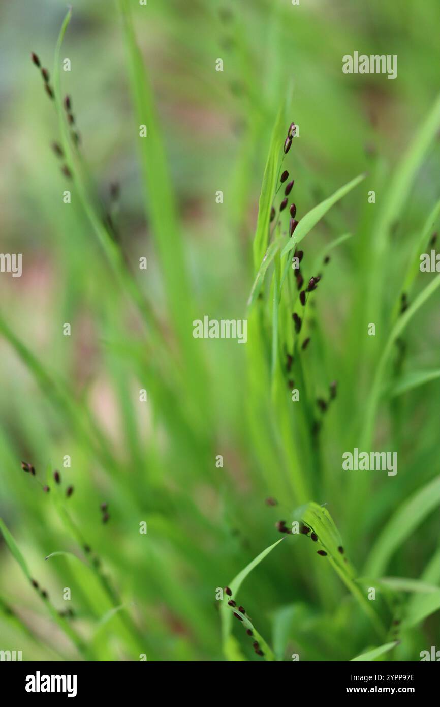 Wood melick hi-res stock photography and images - Alamy