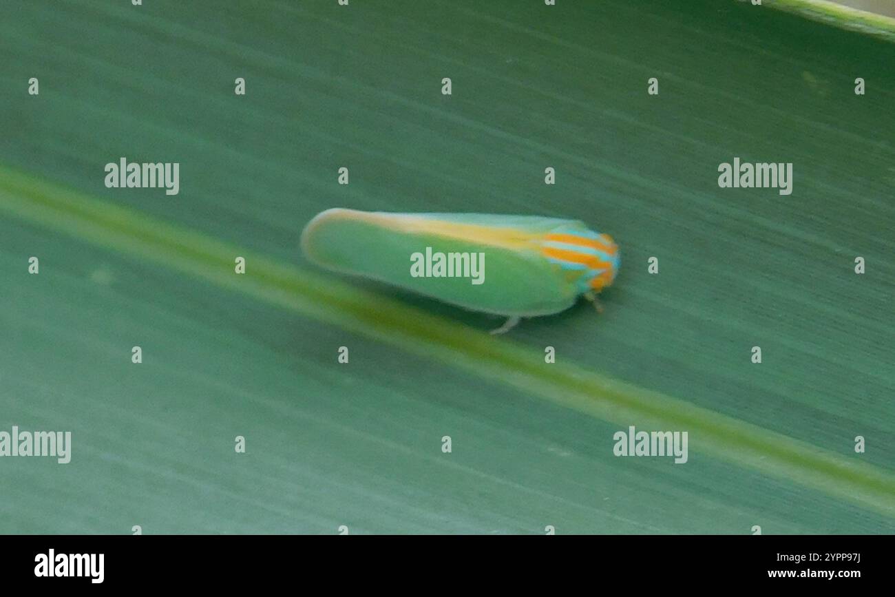 Ormenaria rufifascia hi-res stock photography and images - Alamy