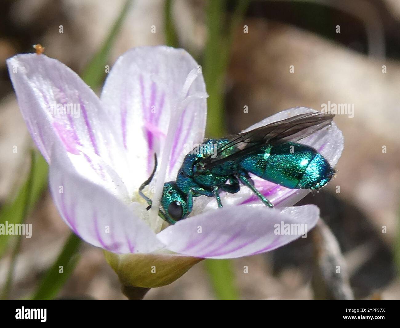 Cuckoo Wasps (Chrysididae Stock Photo - Alamy