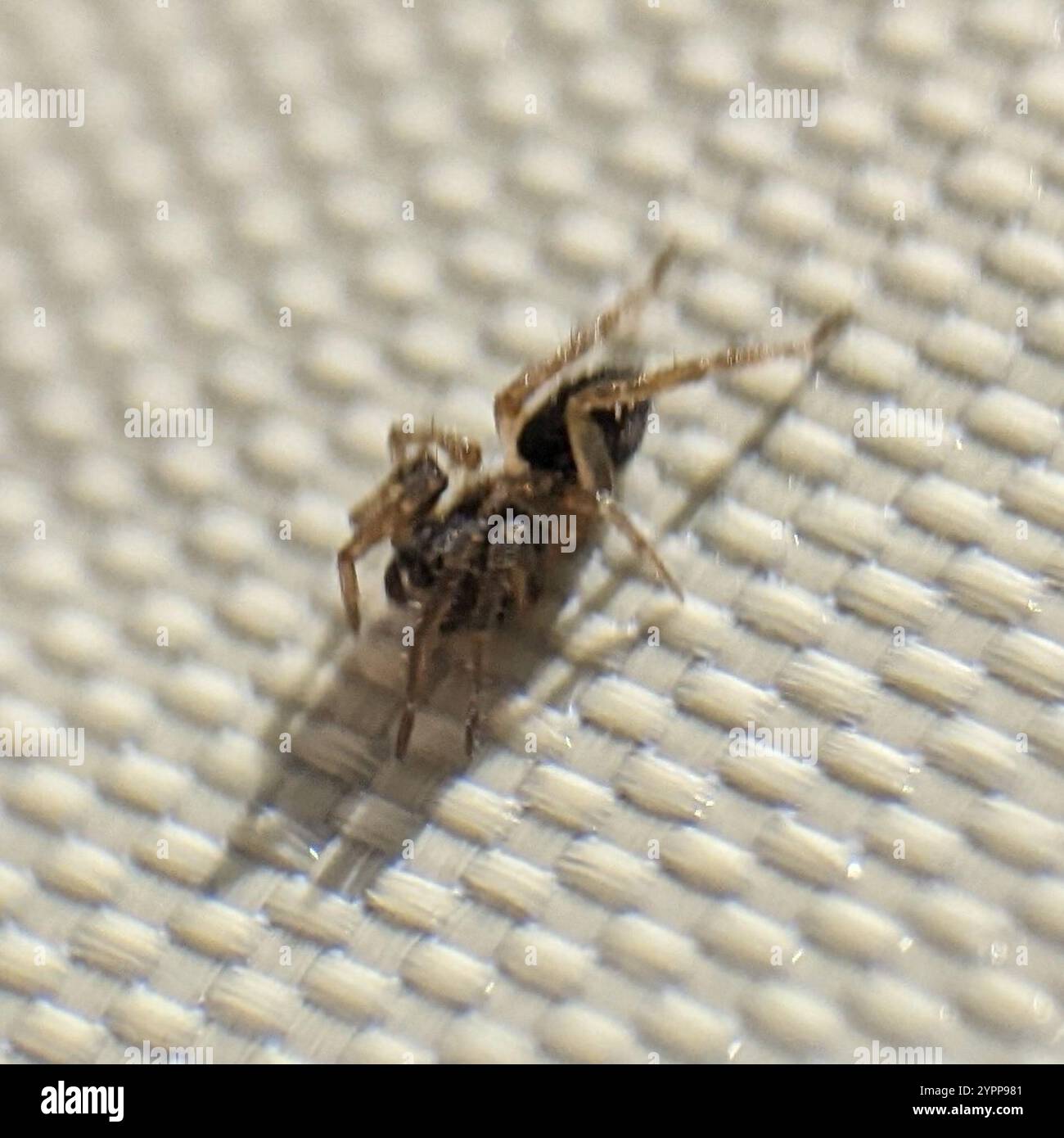 Typical Spiders (Araneomorphae Stock Photo - Alamy