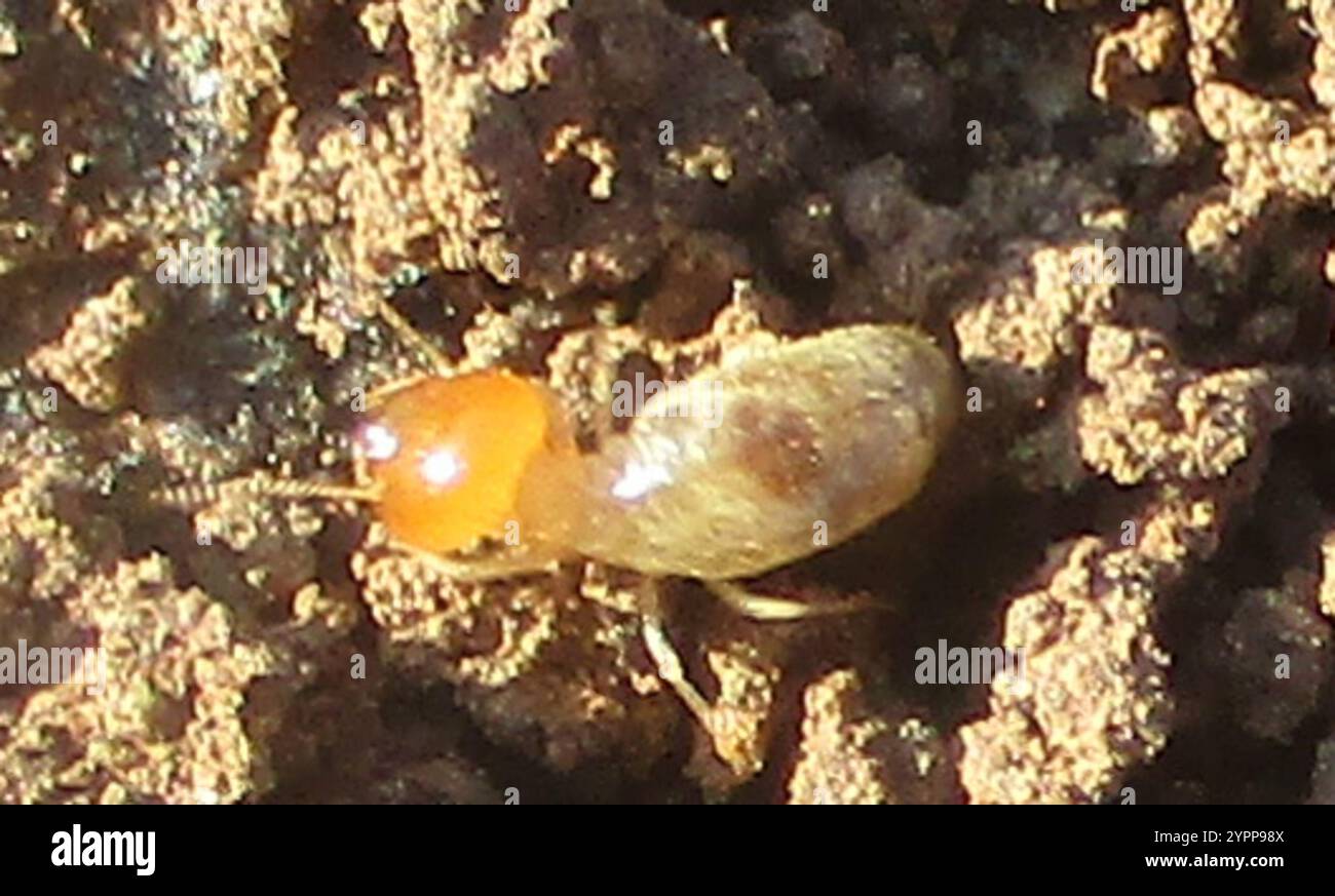 Termites fungus hi-res stock photography and images - Alamy