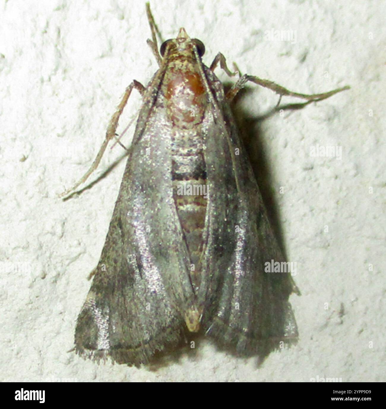 Butterflies and Moths (Lepidoptera Stock Photo - Alamy