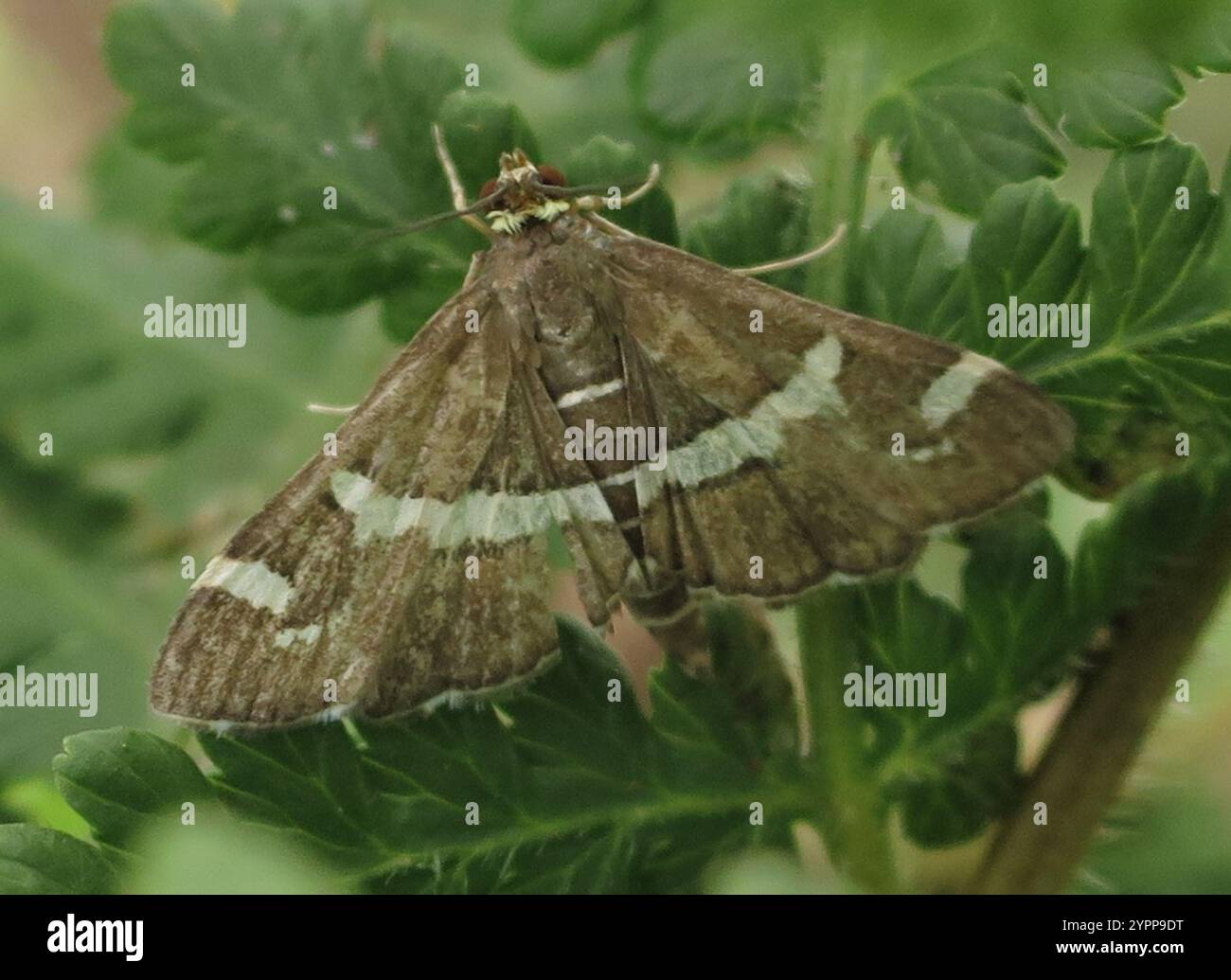 Hawaiian Beet Webworm Moth (Spoladea recurvalis Stock Photo - Alamy