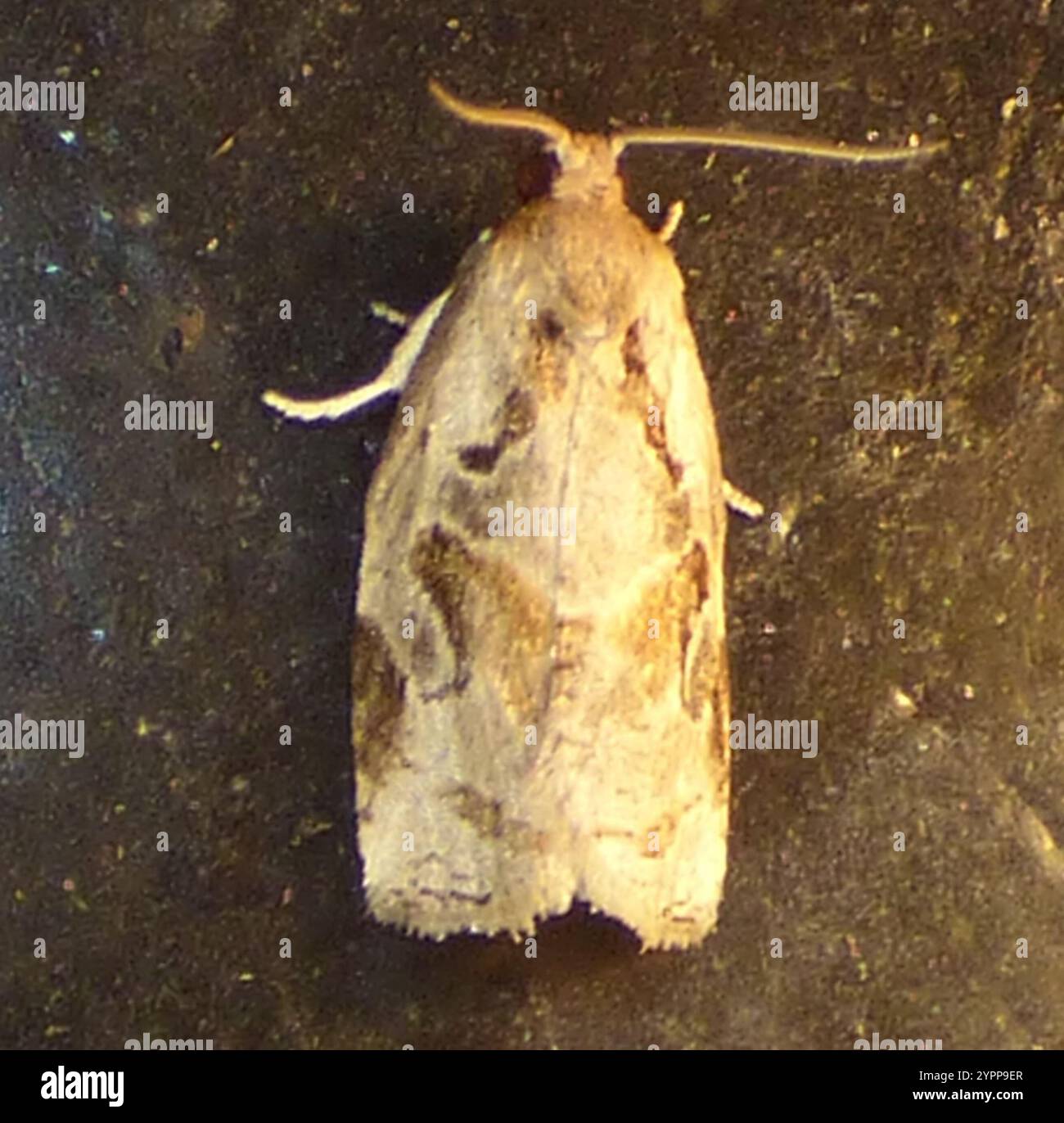 Gray Archips Moth (Archips grisea Stock Photo - Alamy