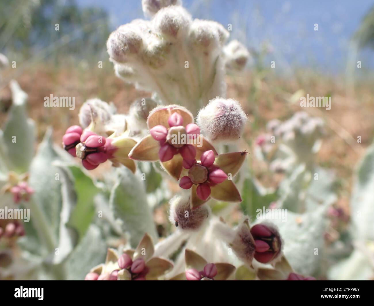 California milkweed (Asclepias californica Stock Photo - Alamy